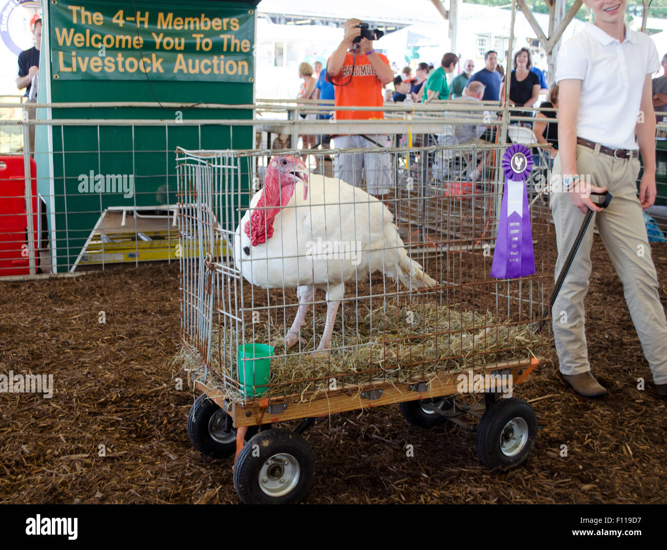 Nervous turkey at a livestock auction at a county fair Stock Photo - Alamy