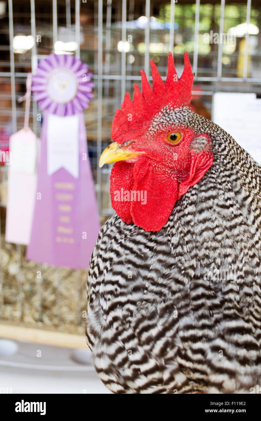 Prizewinning Barred Rock rooster at county fair livestock show Stock ...