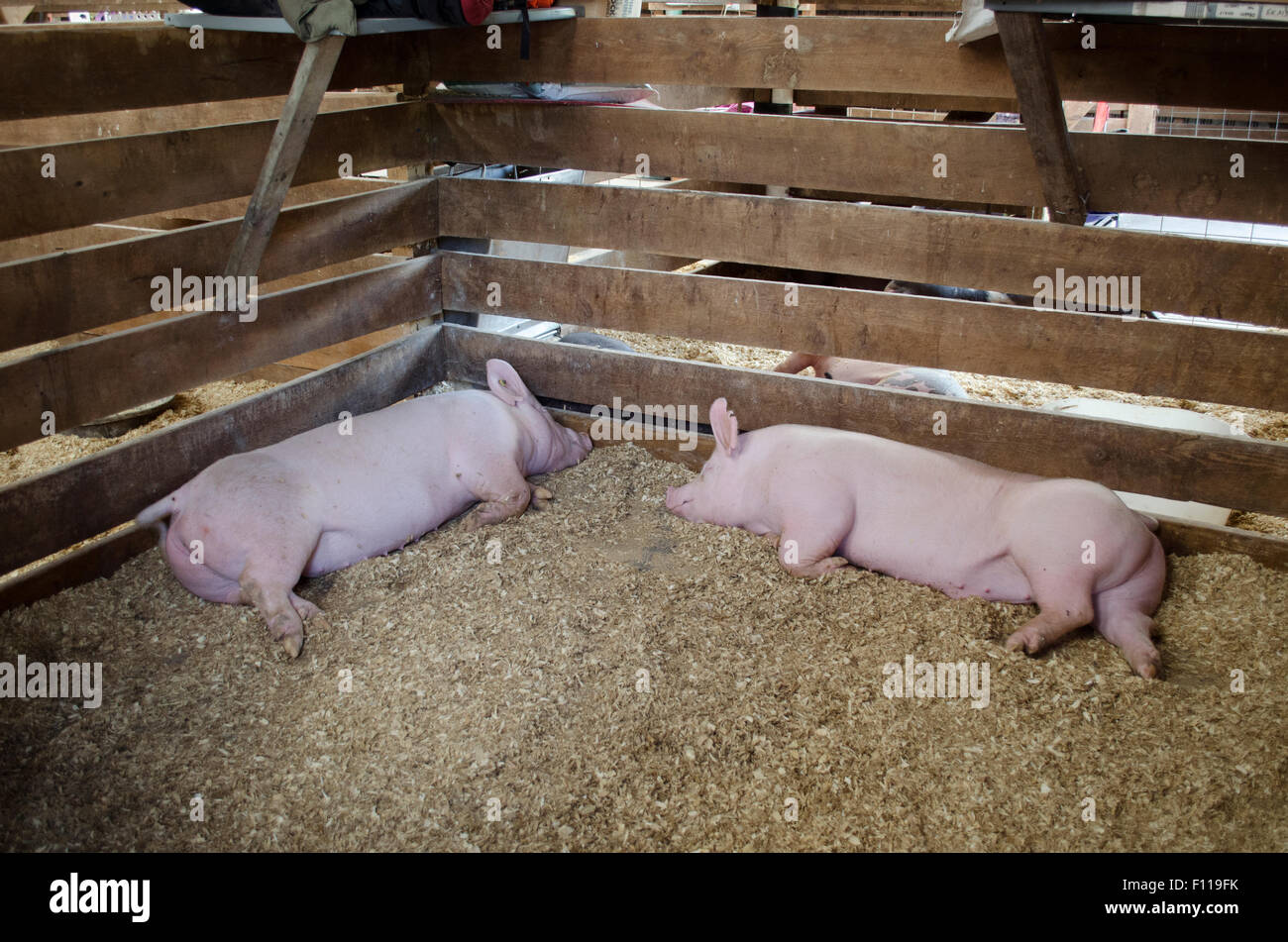 Sleeping Farm Animals