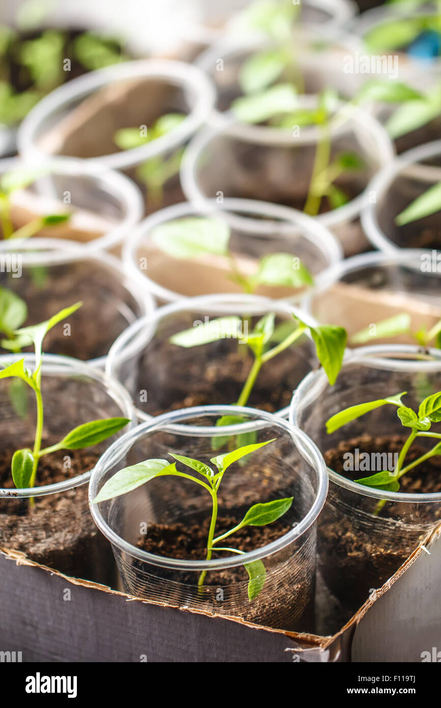 Green seedling growing out of the soil Stock Photo - Alamy