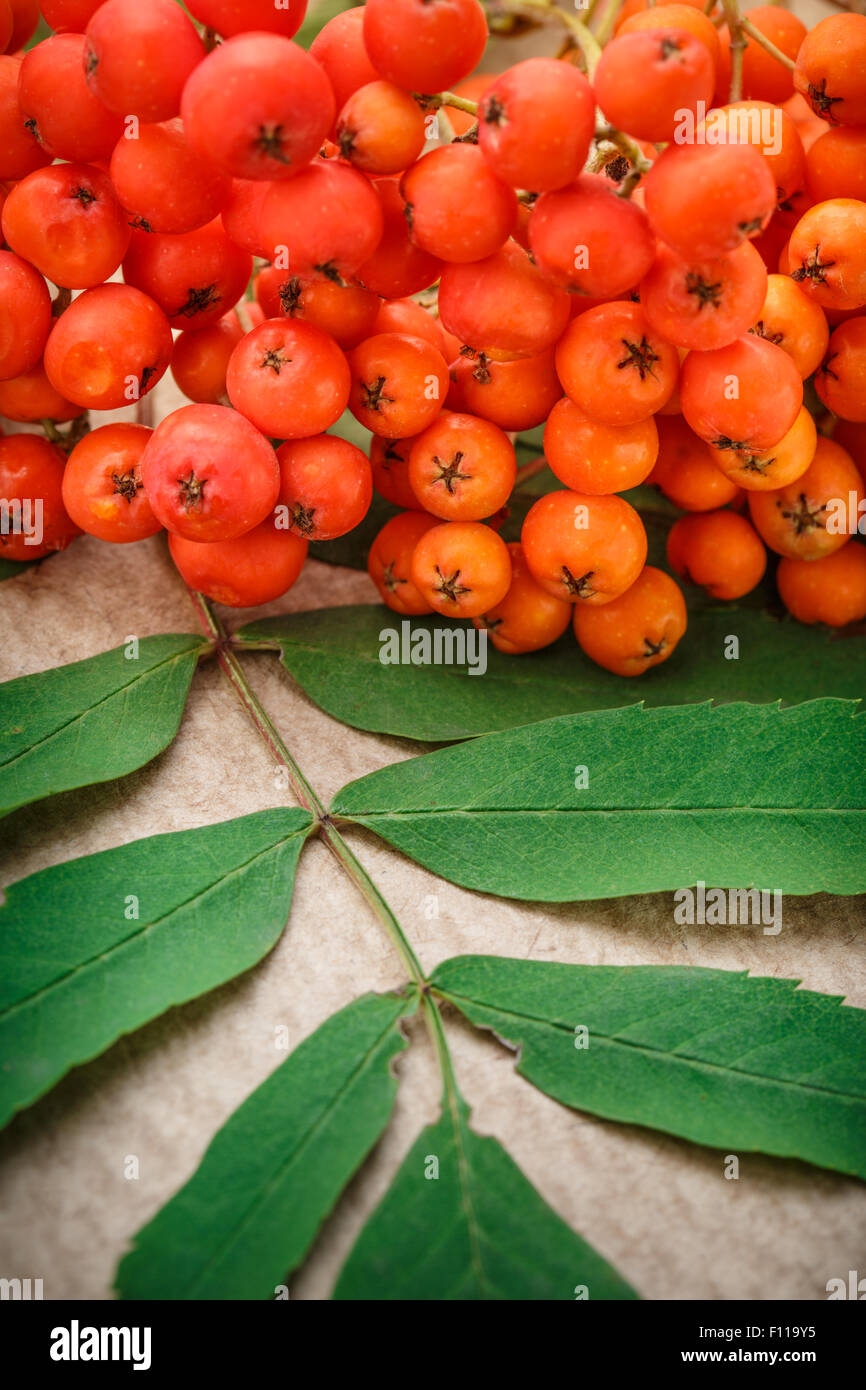 Organic plant berry ashberry hi-res stock photography and images - Alamy