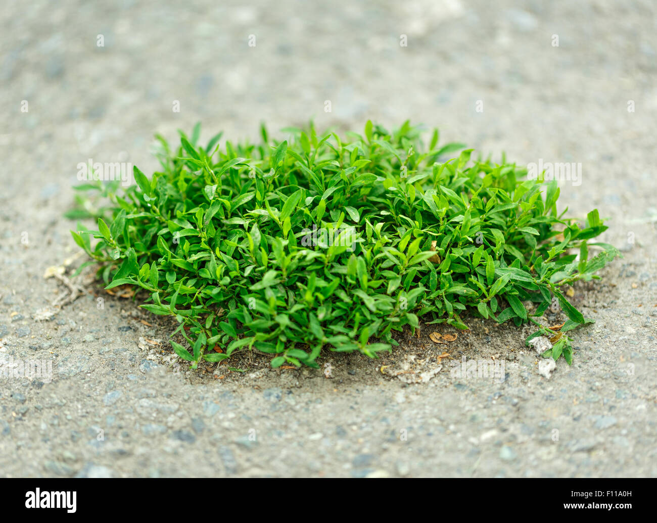 Earth grass soil background texture hi-res stock photography and images ...