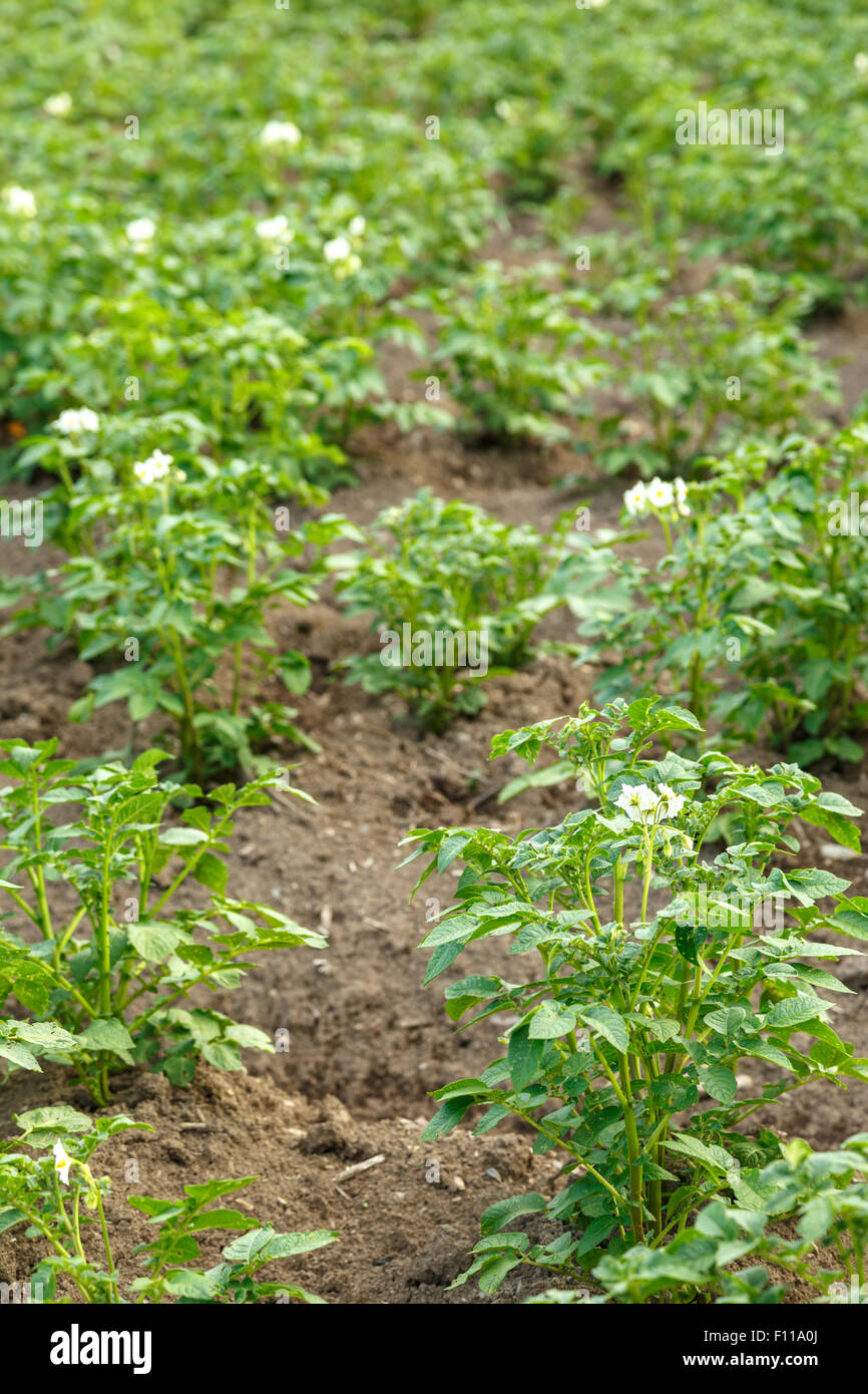 Potato tops in blossom on earth garden Stock Photo - Alamy