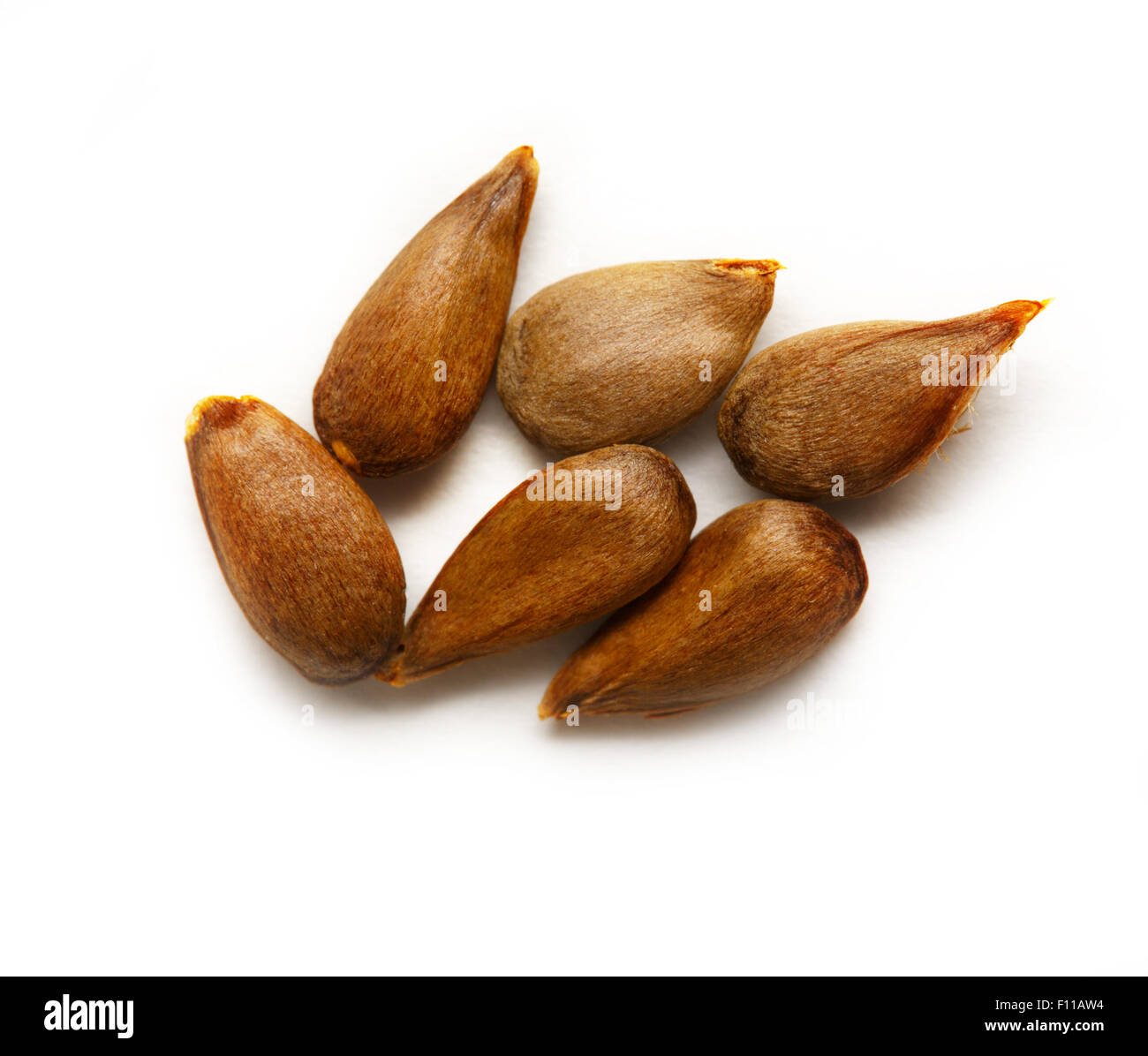 Apple seeds hi-res stock photography and images - Alamy