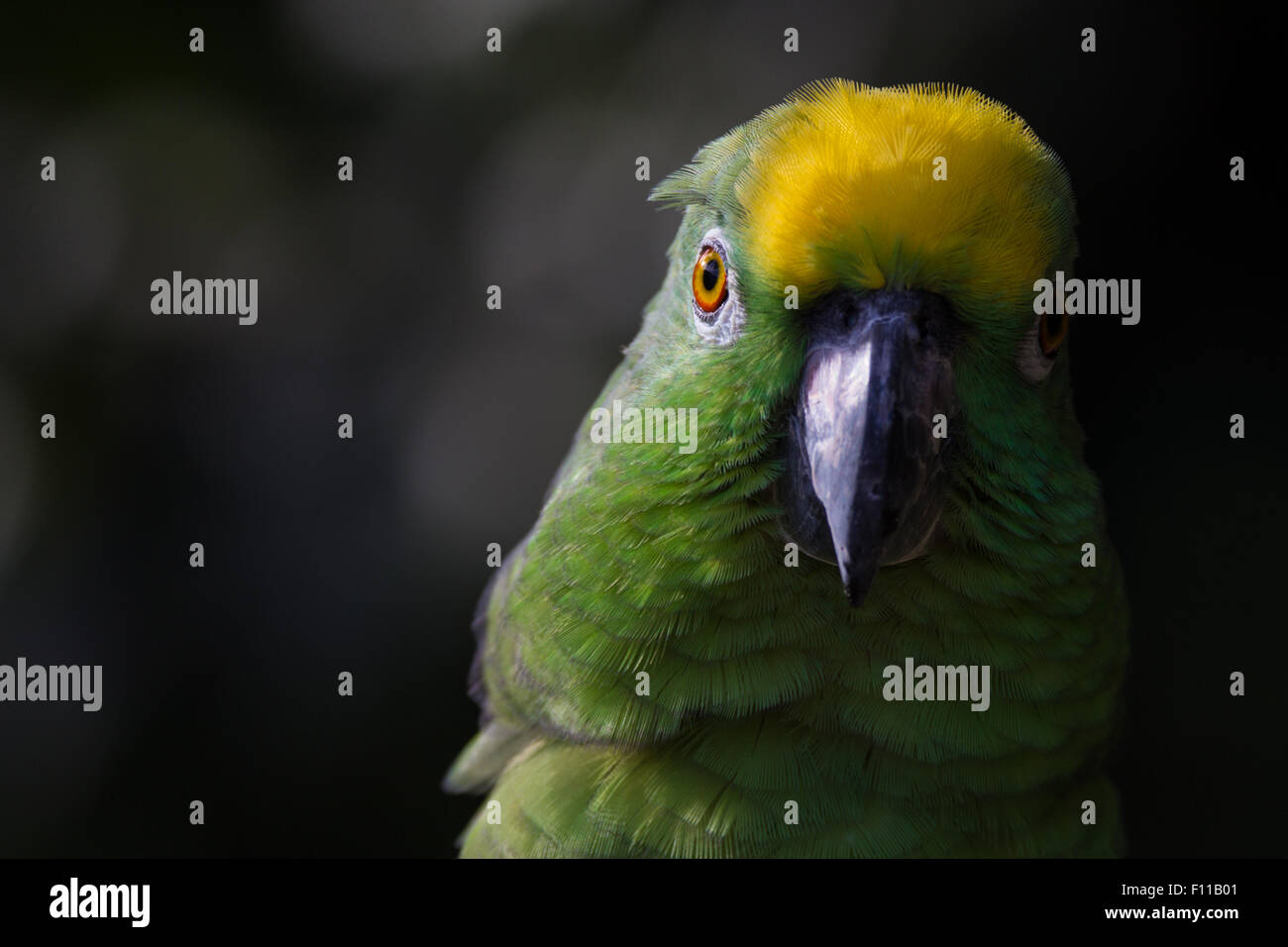 Yellow crowned amazon parrot hi-res stock photography and images - Alamy
