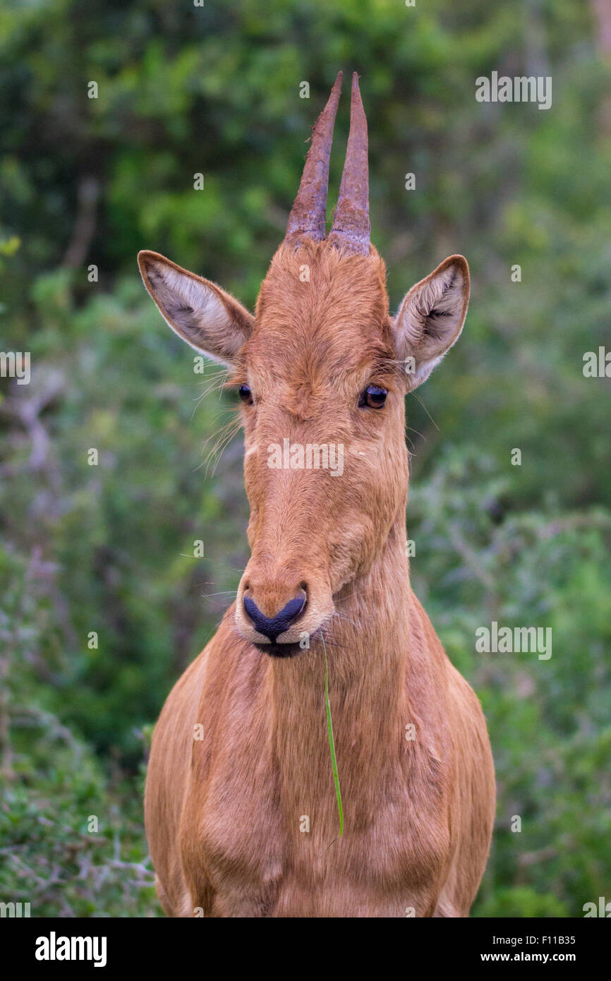 Young red hartebeest antelope full frame head shot Stock Photo - Alamy