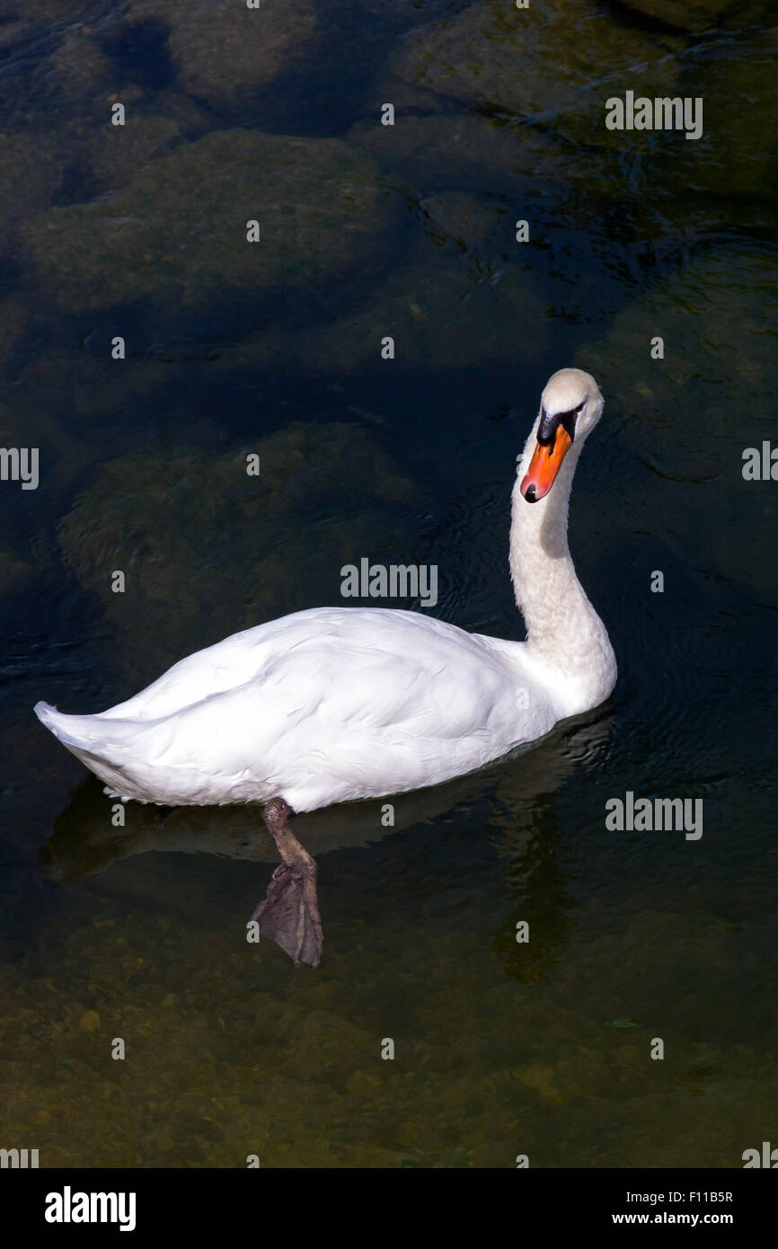 Swan on the Charente river at Vibrac, France Stock Photo - Alamy