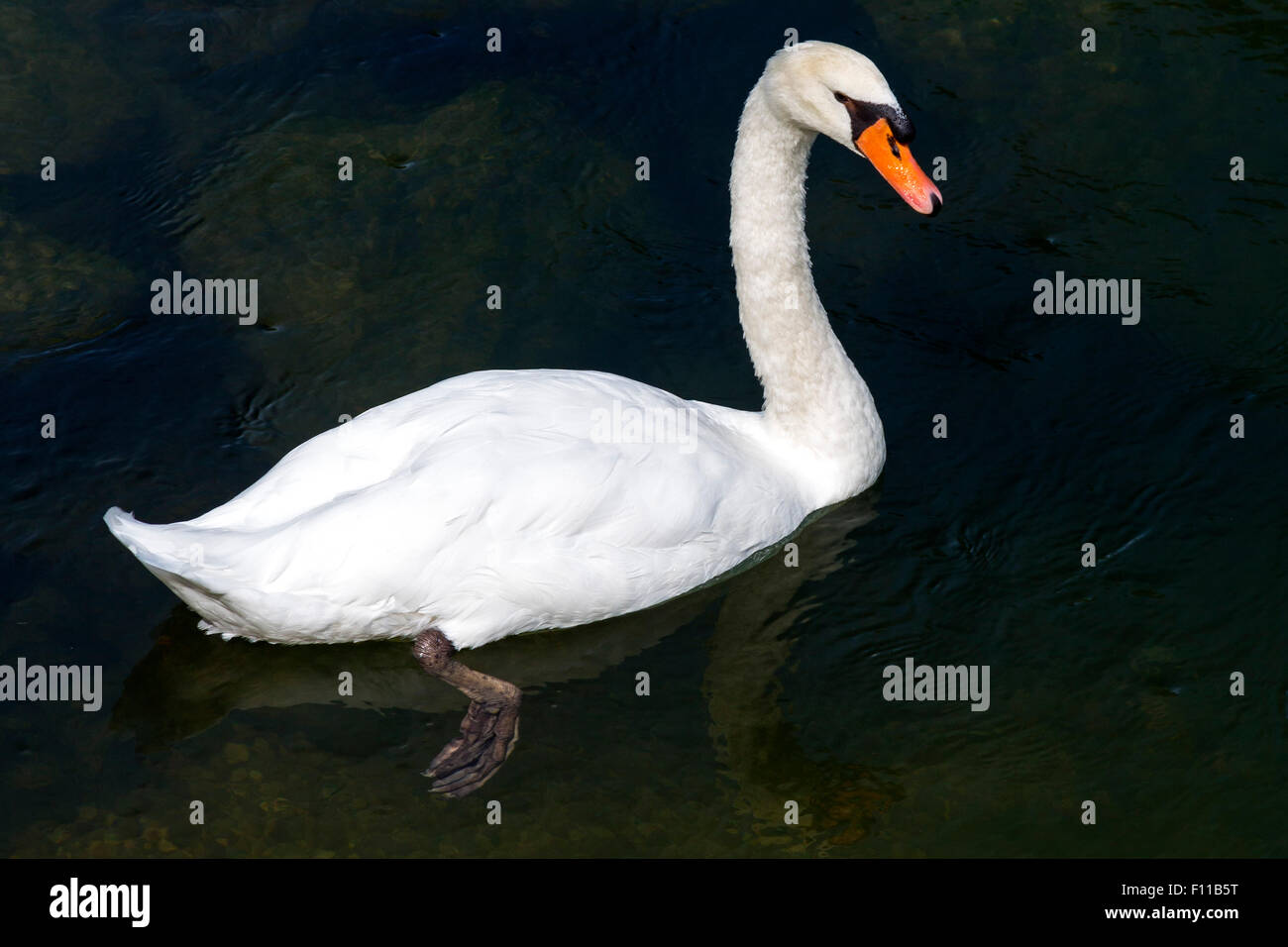 Swan on the Charente river at Vibrac, France Stock Photo - Alamy