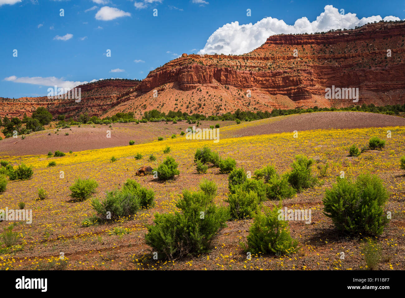 Utah wildflowers hi-res stock photography and images - Alamy