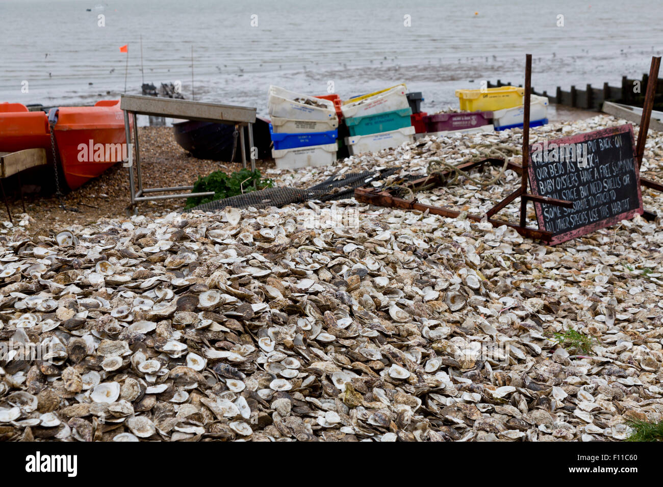 Oyster shell on beach at Whitstable Stock Photo - Alamy