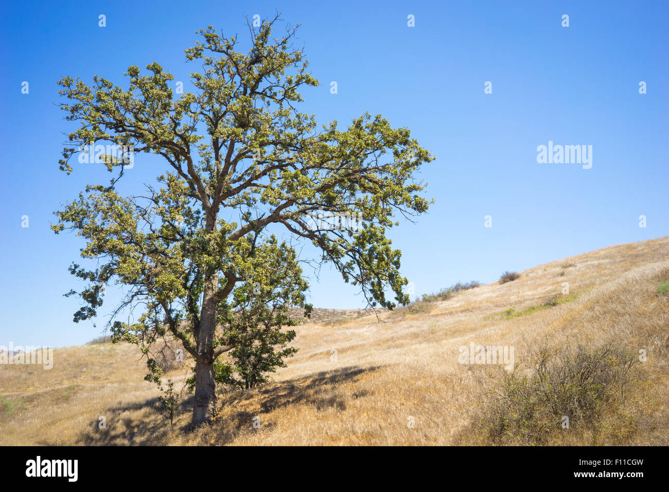Withering oak tree stands in hills during California's worst drought ...