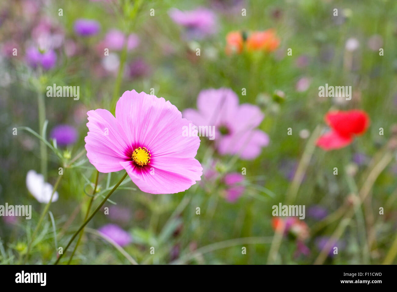 Close up cosmos flower in hi-res stock photography and images - Alamy