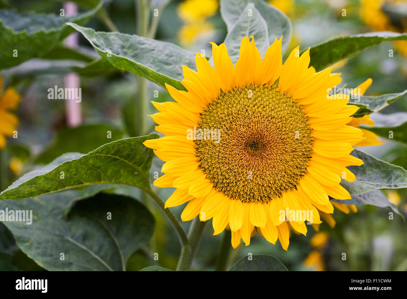 Maya the bee hi-res stock photography and images - Alamy