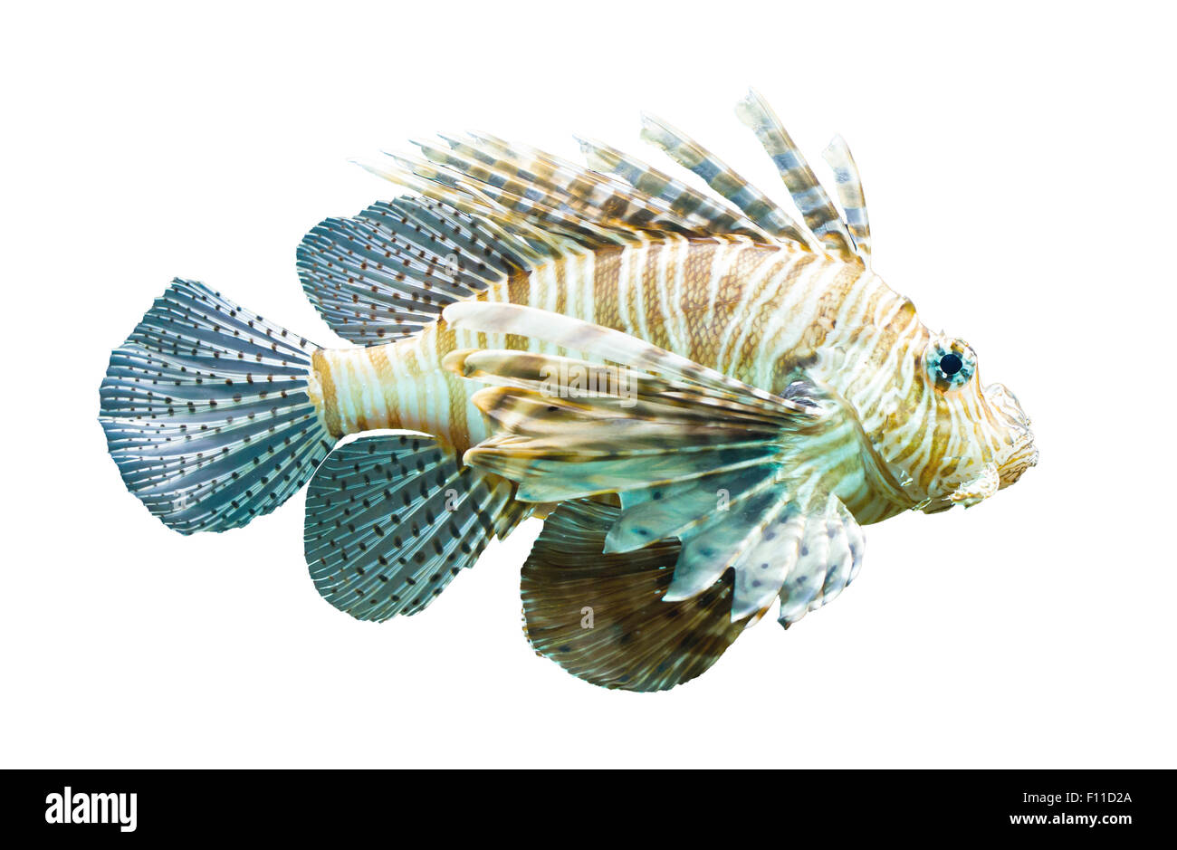 Pterois volitans, Lionfish - Isolated on white - Natural colors Stock ...