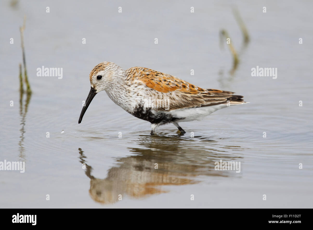 Dunlin - feeding in shallow lagoon on migration Calidris alpina Gulf ...