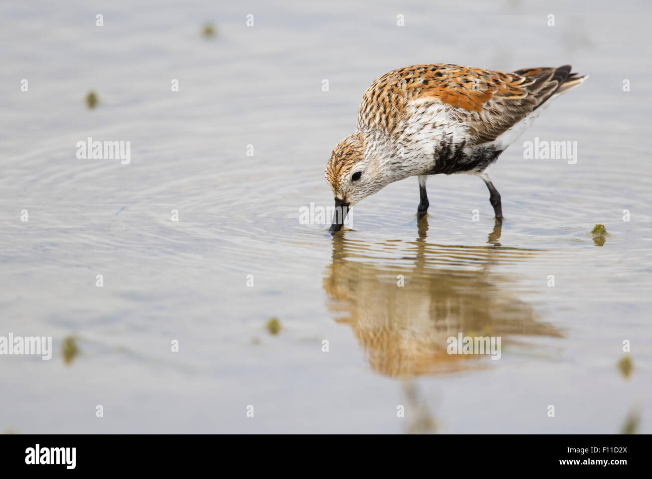 Dunlin - feeding in shallow lagoon on migration Calidris alpina Gulf ...