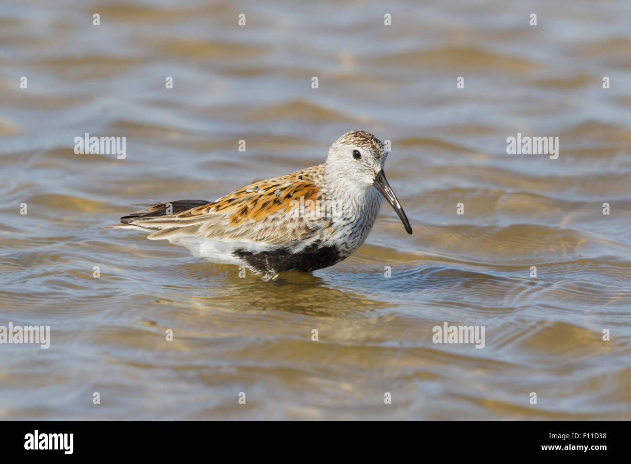 Dunlin - feeding in shallow lagoon on migration Calidris alpina Gulf ...