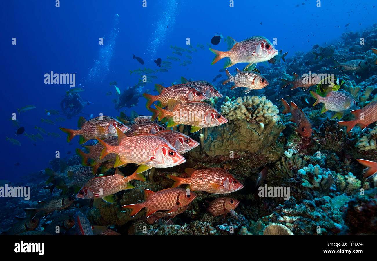 SCHOOL OF SOLDIERFISH SWIMMING IN CORAL REEF CLEAR WATER Stock Photo ...