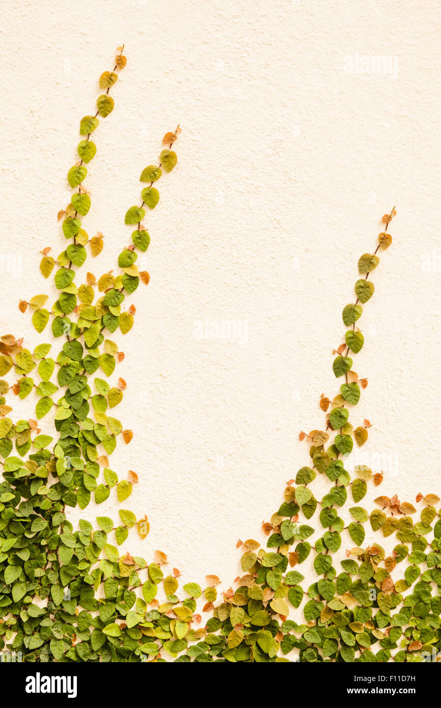 Fig vine ficus pumila hi-res stock photography and images - Alamy