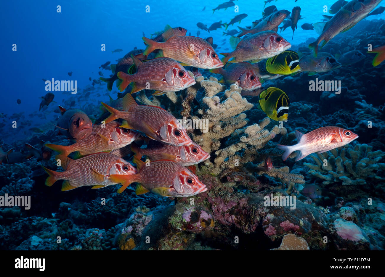 SCHOOL OF SOLDIERFISH SWIMMING IN CORAL REEF CLEAR WATER Stock Photo ...