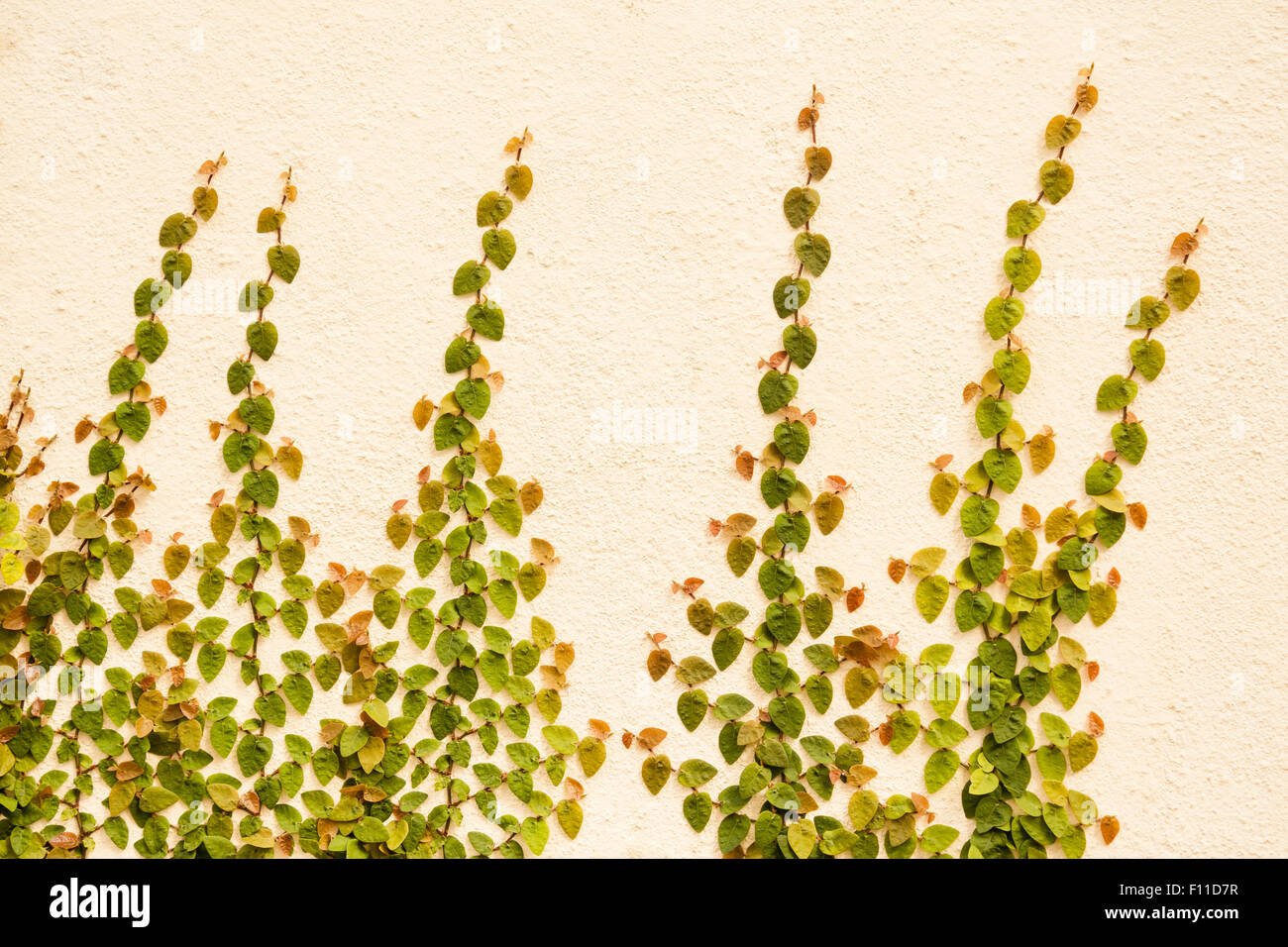 Creeping fig vine hi-res stock photography and images - Alamy