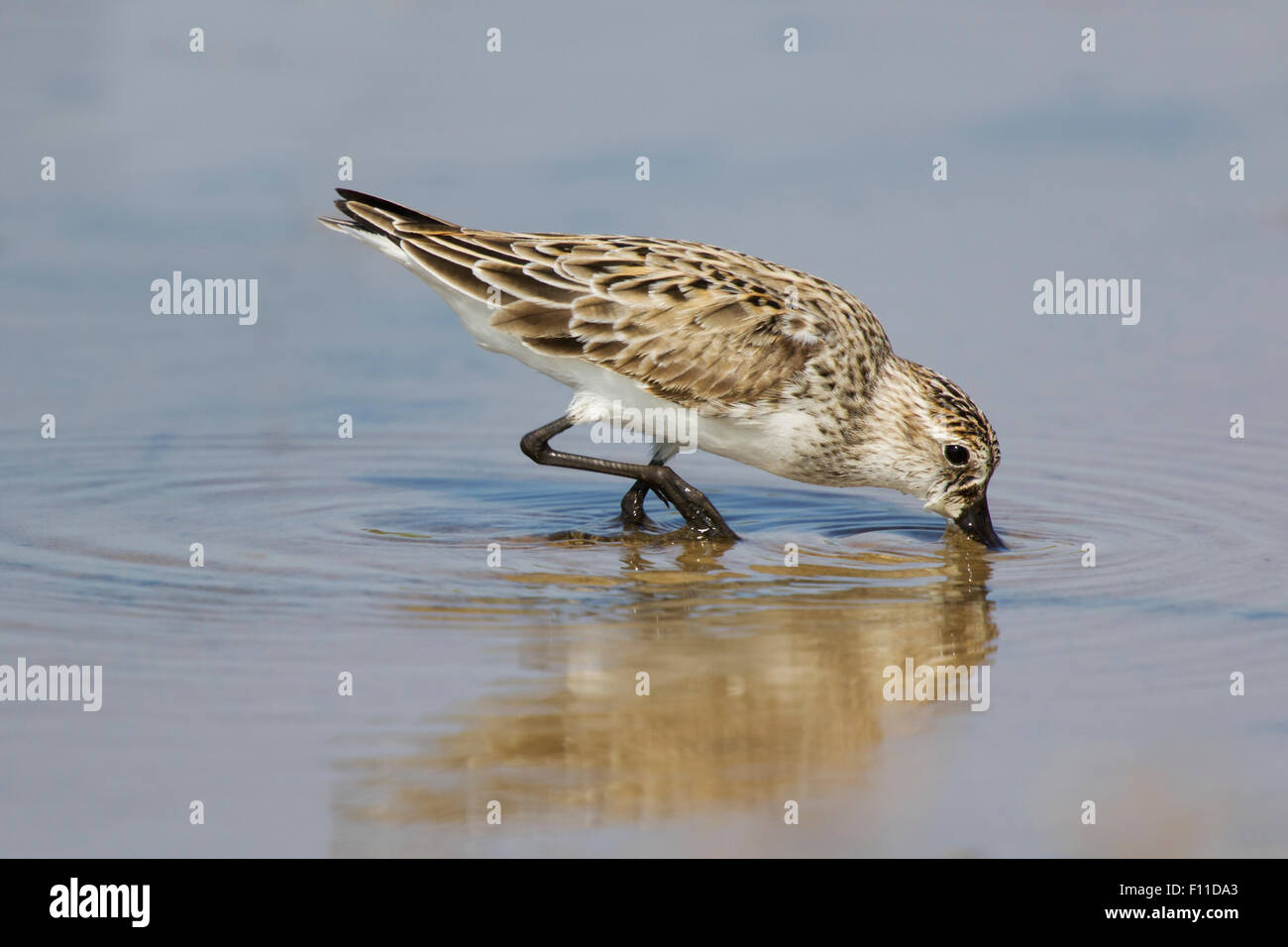 Semipalmated Sandpiper - feeding in shallow lagoon Calidris pusilla ...