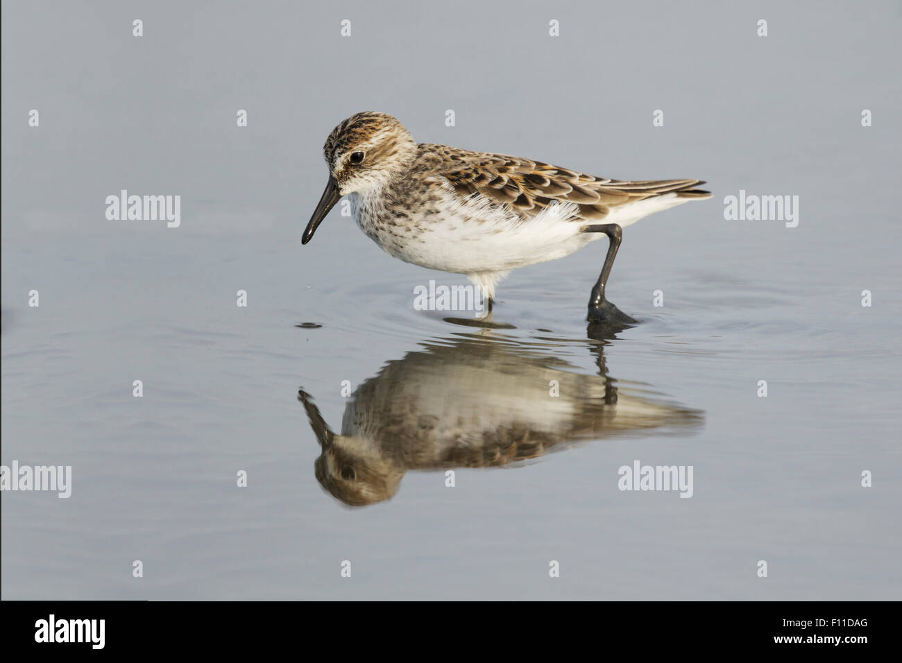 Semipalmated Sandpiper - feeding in shallow lagoon Calidris pusilla ...