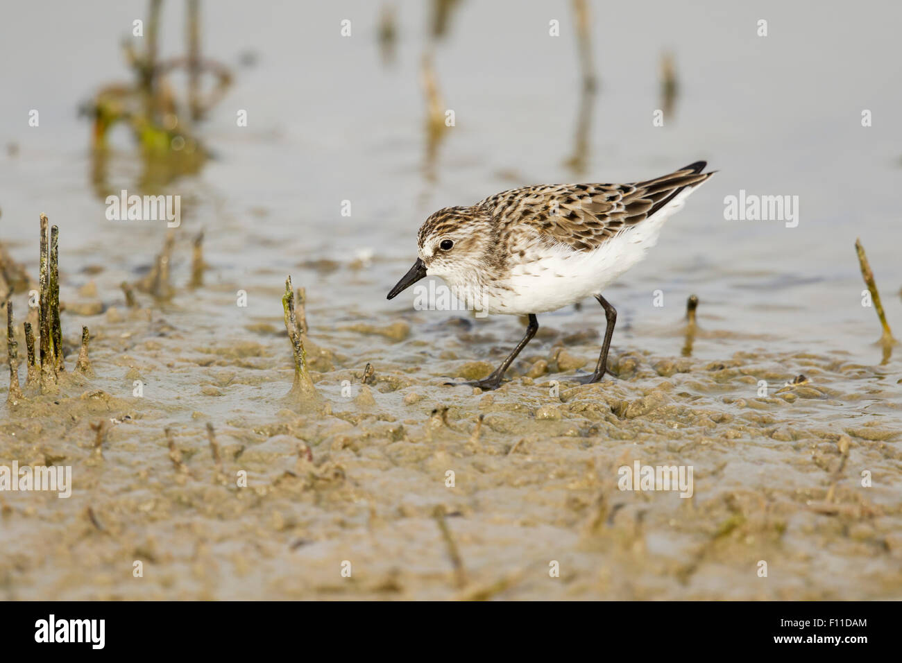 Semipalmated sandpipers migration hi-res stock photography and images ...
