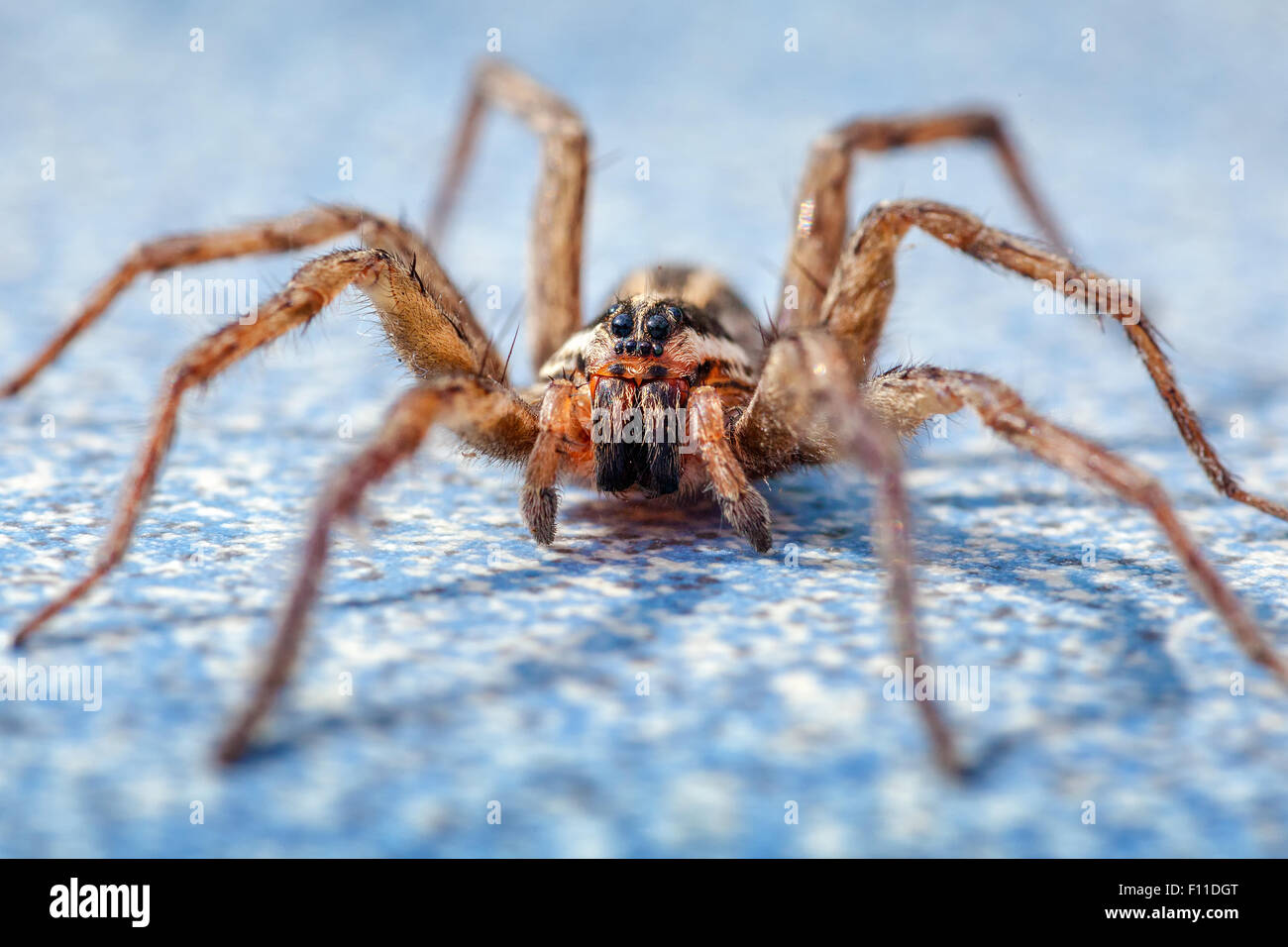 Wolf spider macro hi-res stock photography and images - Alamy