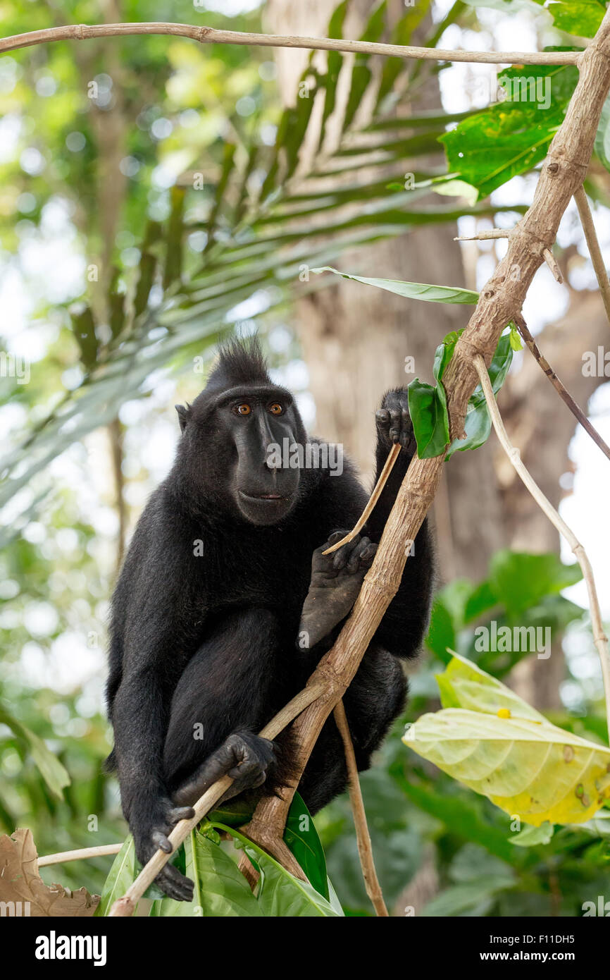Ape Monkey Celebes Sulawesi crested black macaque, Takngkoko National ...