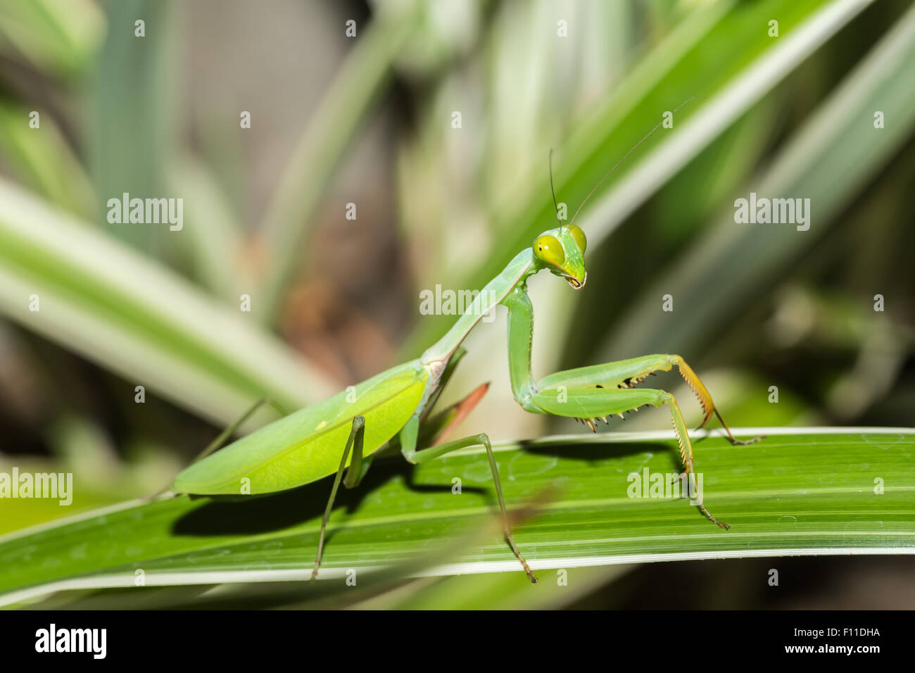 Big female of praying mantis on green leaf, Sulawesi, Indonesia Stock ...