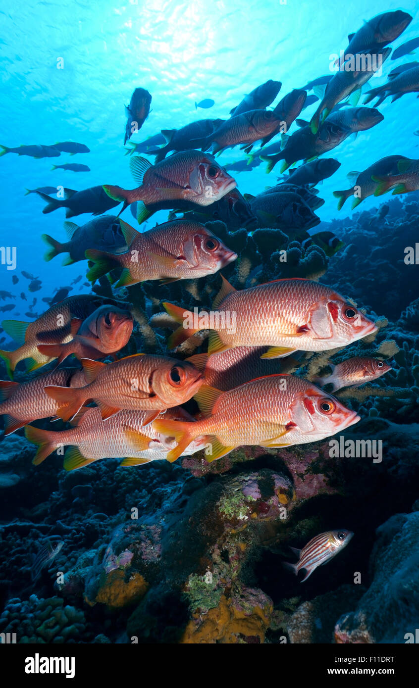 SCHOOL OF SOLDIERFISH SWIMMING IN CORAL REEF CLEAR WATER Stock Photo ...