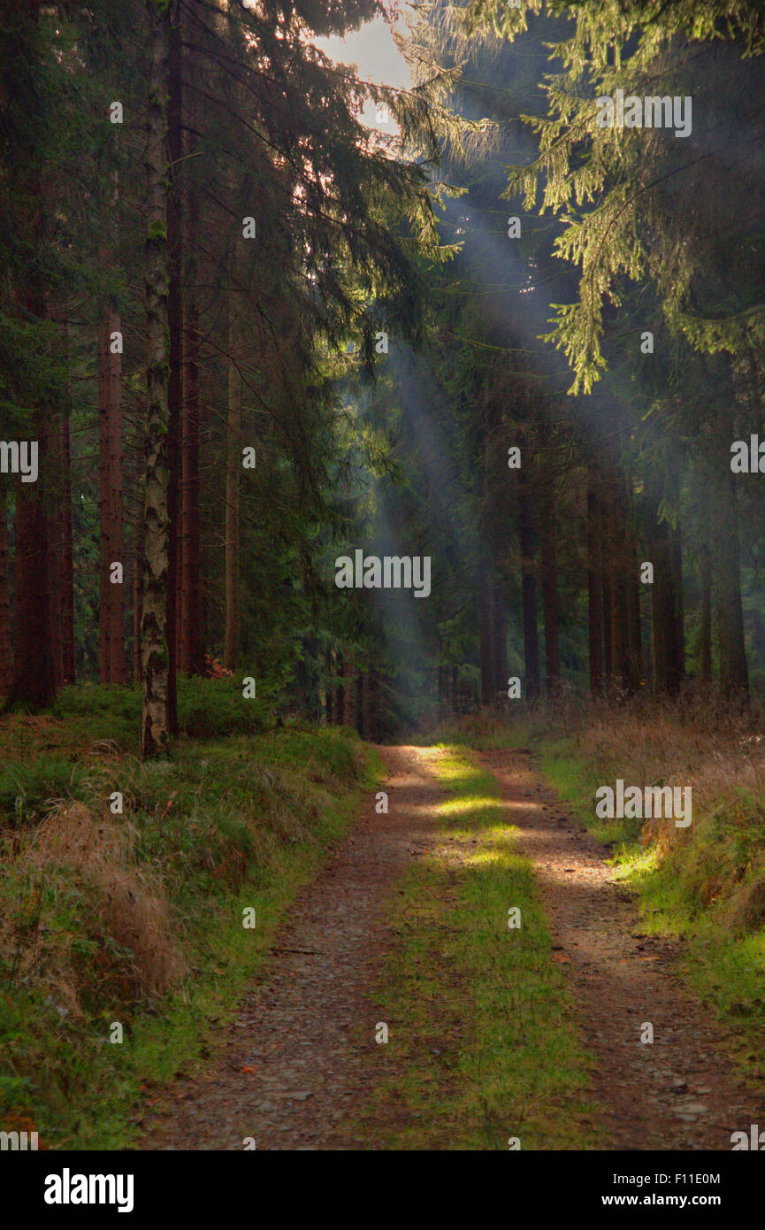path in the forest illuminated by sun rays Stock Photo - Alamy