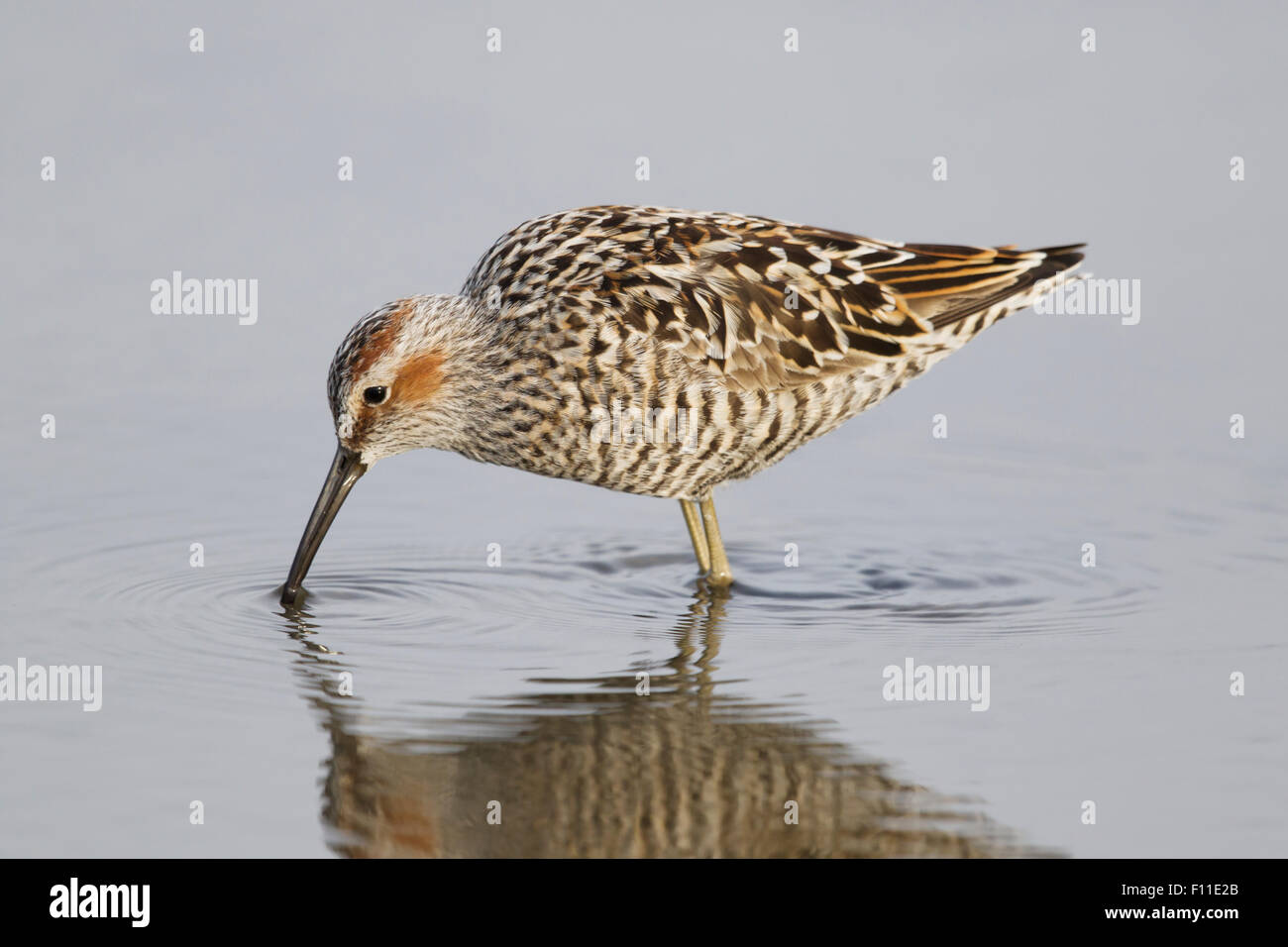 Stilt Sandpiper - feeding in shallow lagoon Calidris himantopus Gulf ...