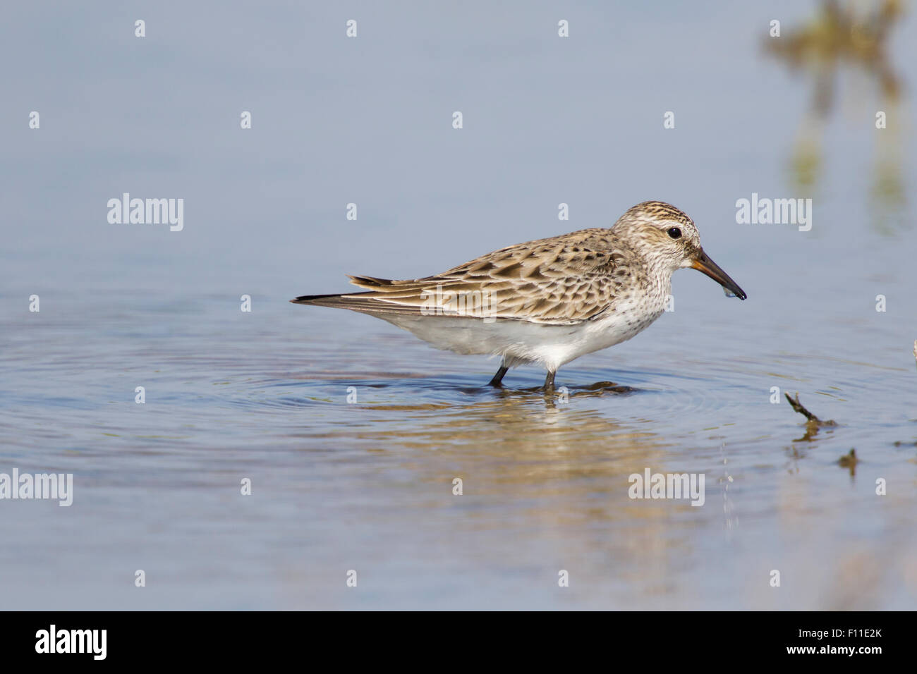 White-rumped Sandpiper Calidris fuscicollis Gulf Coast of Texas, USA ...