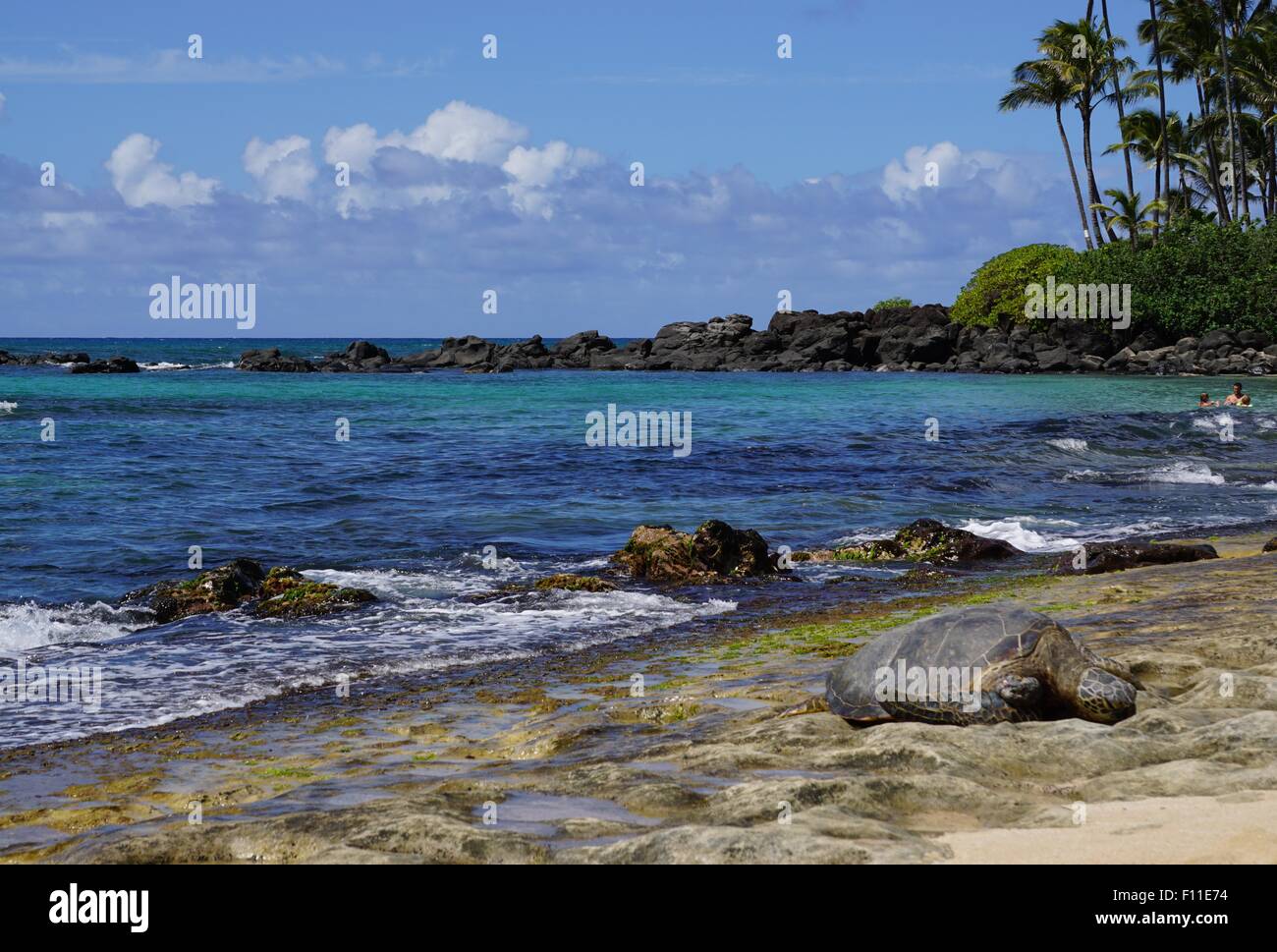 Turtle Beach North Shore Oahu Hawaii Paradise Stock Photo - Alamy