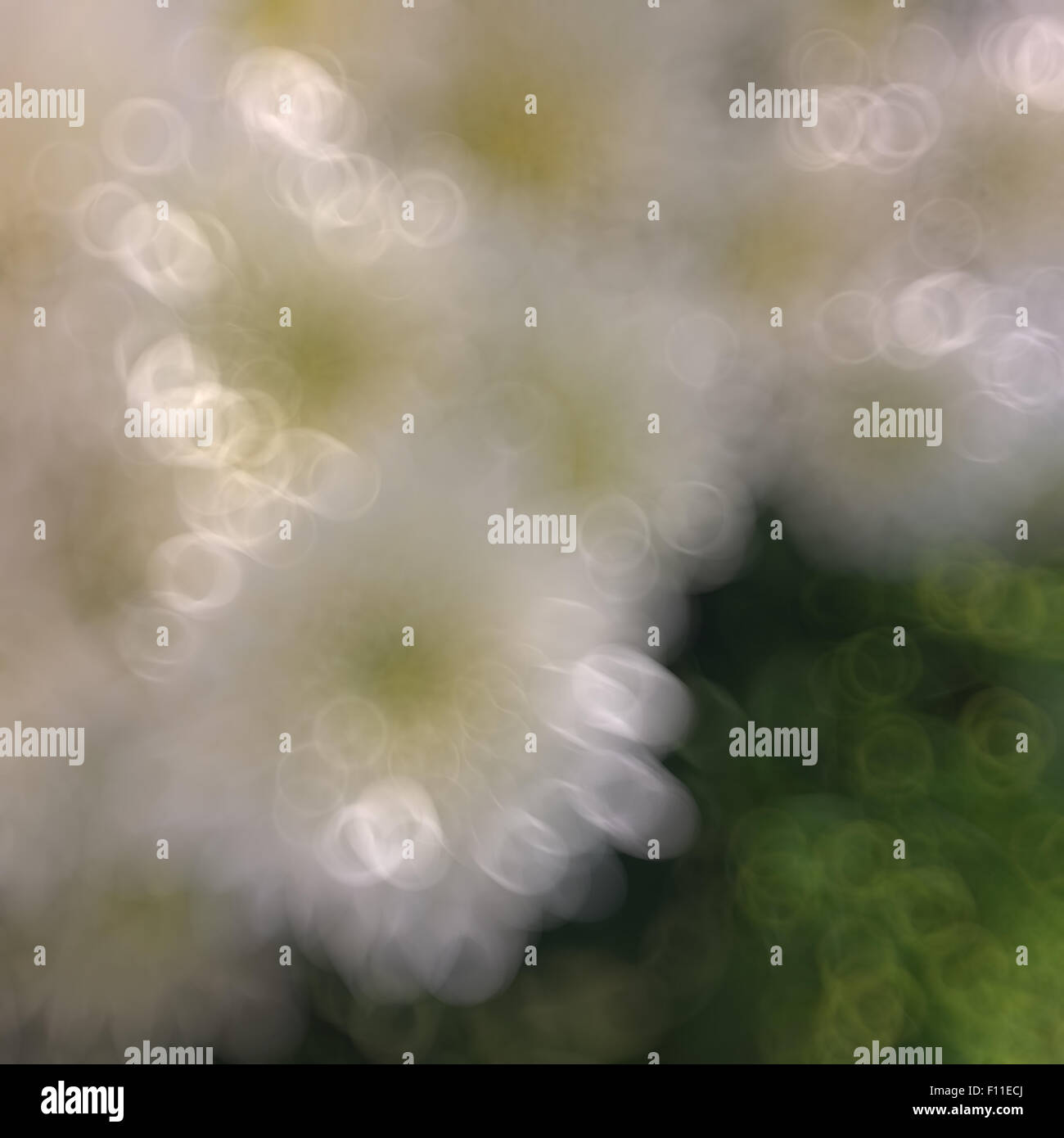 blurred flower background Stock Photo - Alamy