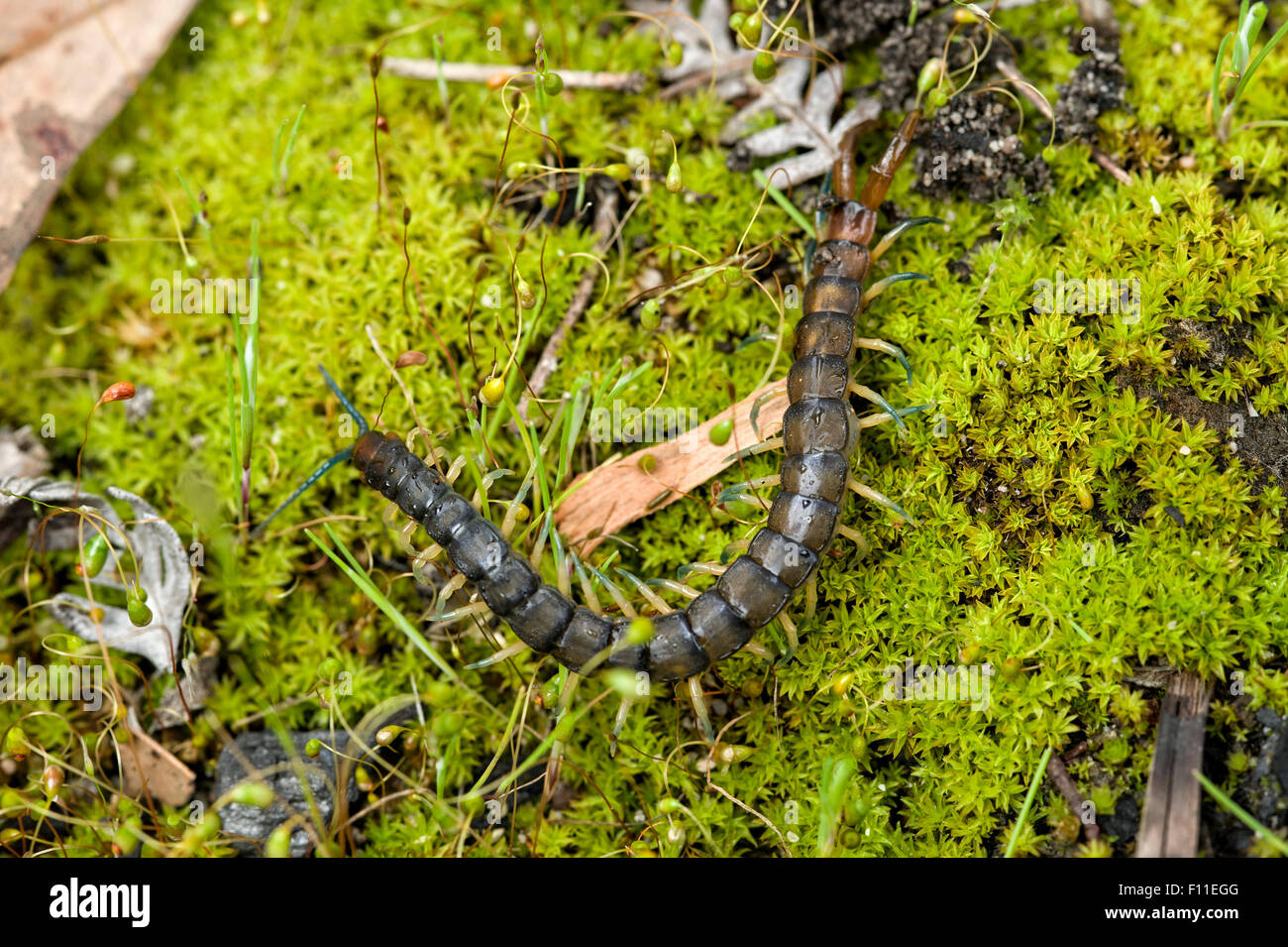 Large centipede on moss Stock Photo - Alamy