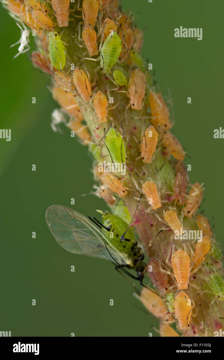 Adult alate hemiptera aphidiae horticulture gardening hi-res stock ...