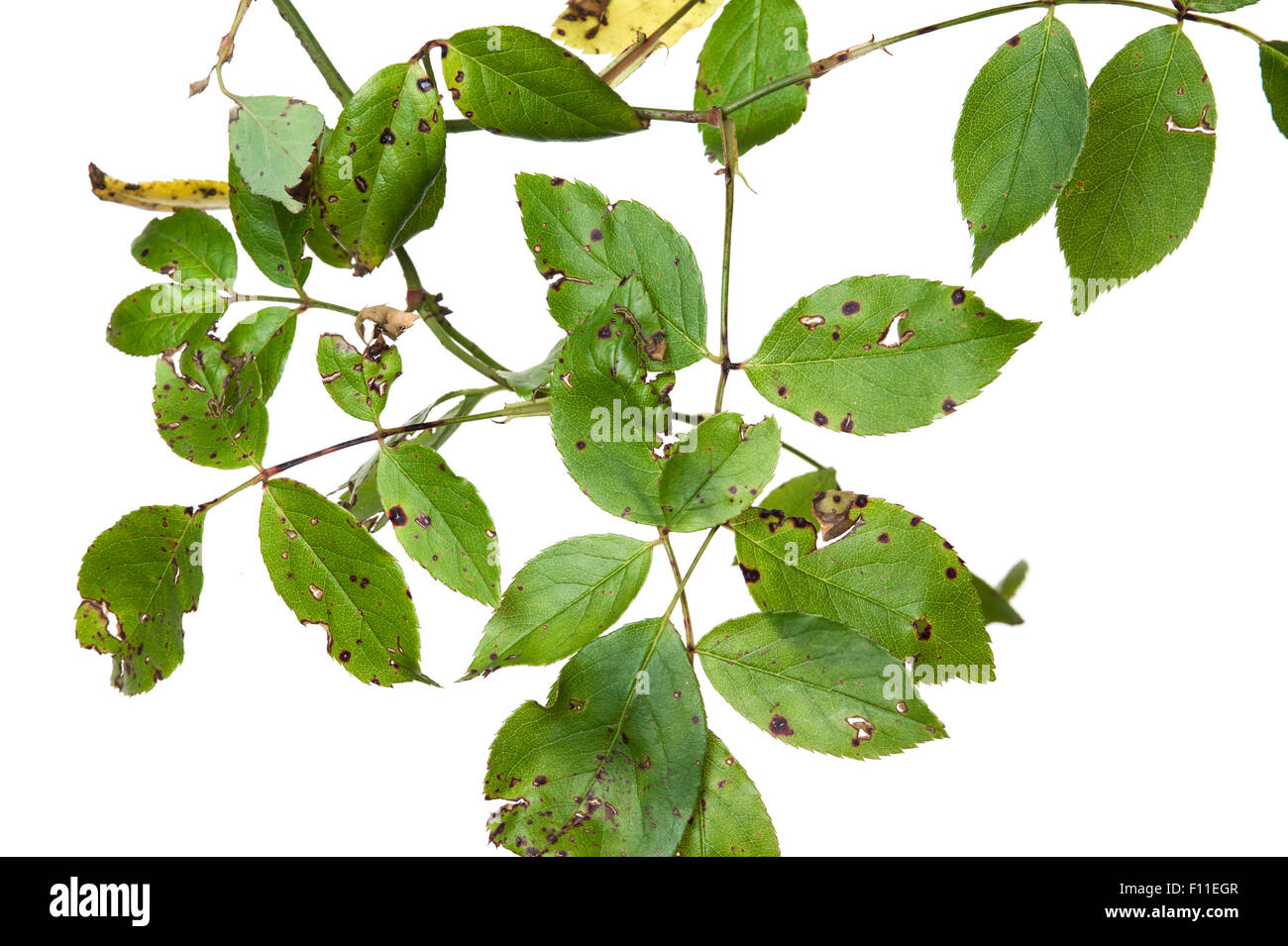 Rose anthracnose (Sphaceloma rosarum) disease symptoms on rose leaves ...