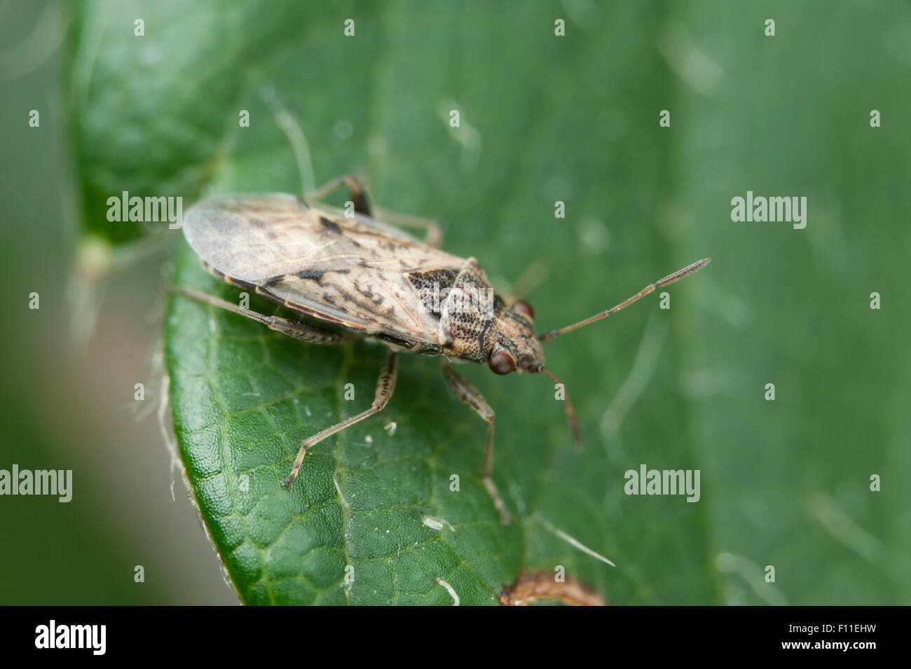 Rutherglen bug hi-res stock photography and images - Alamy