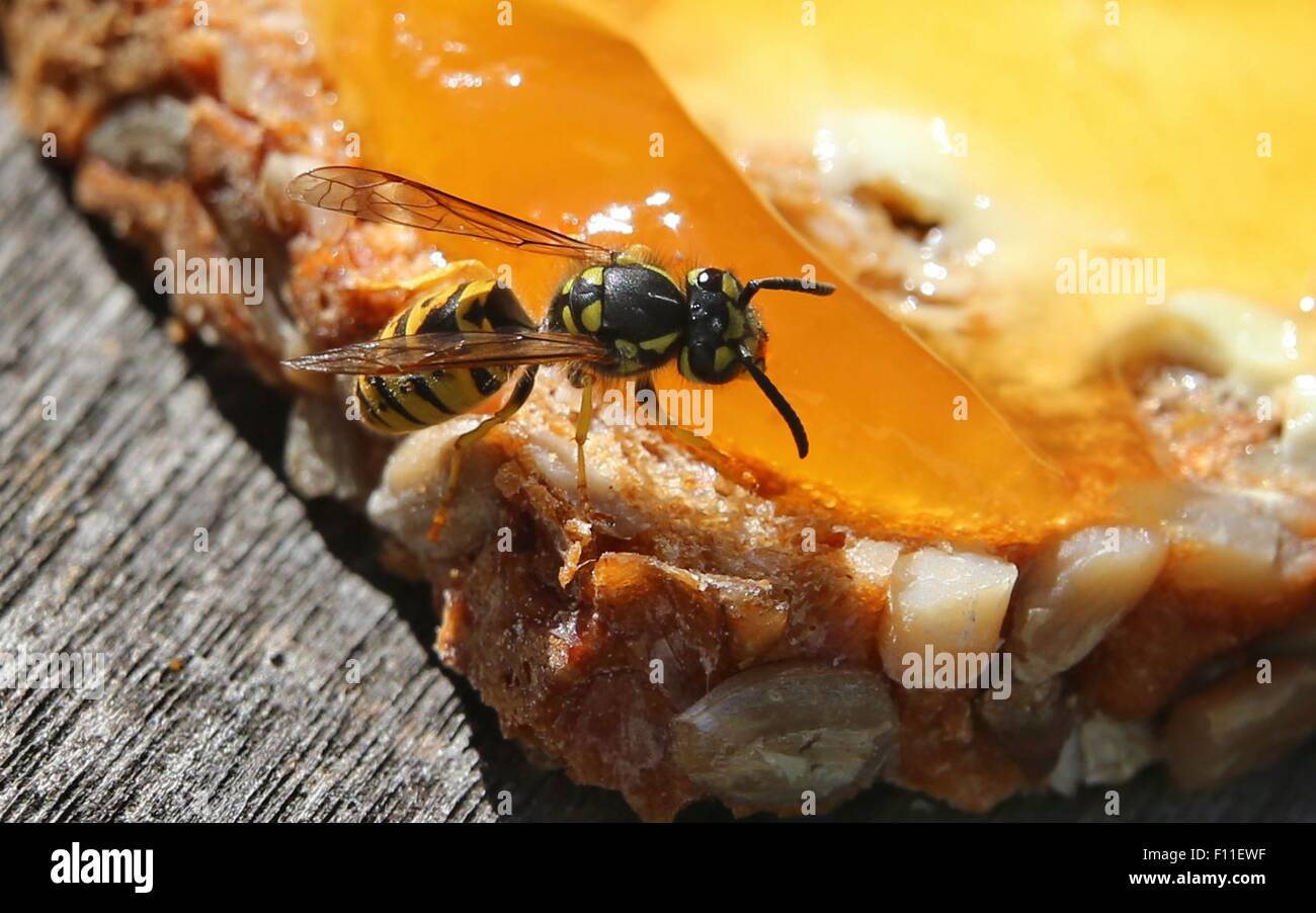 A wasp sits on top of a jam sandwich in Kempten, Germany, 23 August ...