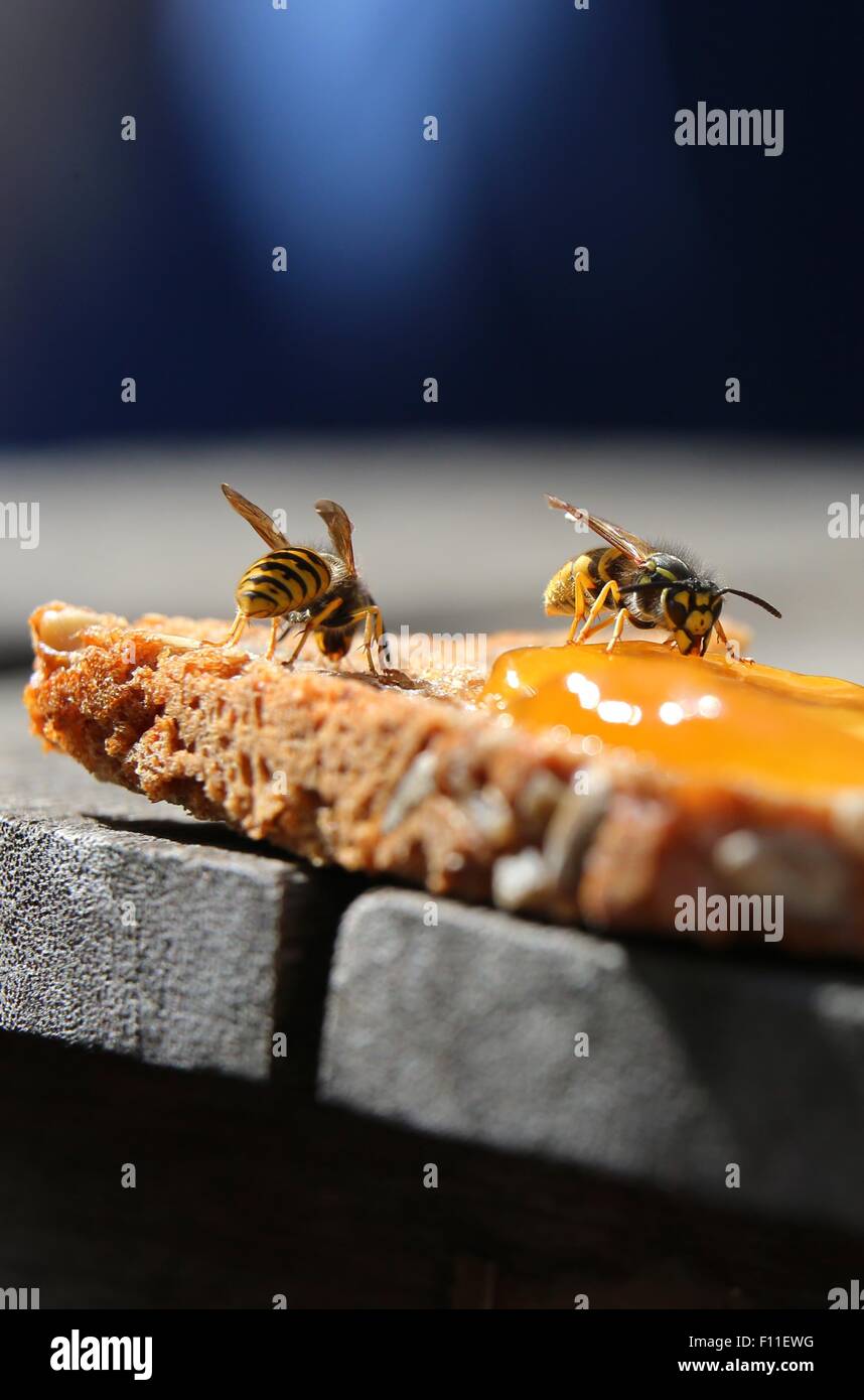 Wasps and jam hi-res stock photography and images - Alamy