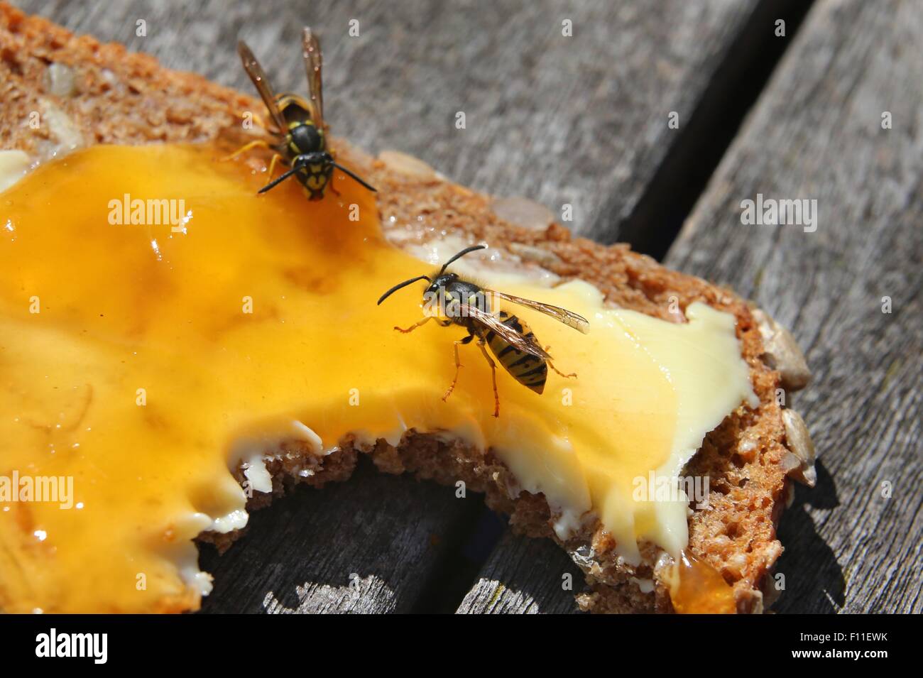 Wasps on jam hi-res stock photography and images - Alamy