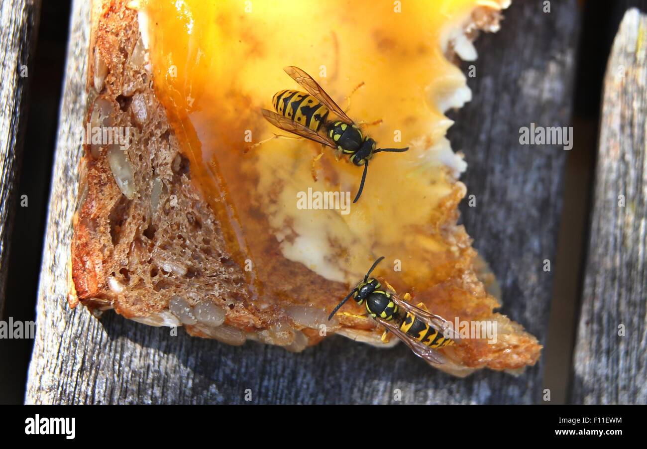 Two wasps sit on top of a jam sandwich in Kempten, Germany, 23 August ...