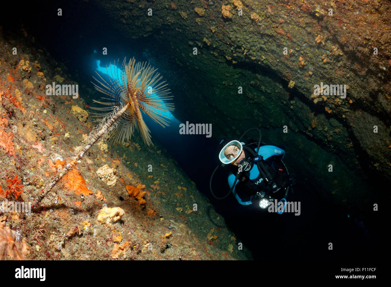 Diver in a cave with lamp, looking at a fan worm (Sabella spallanzanii ...