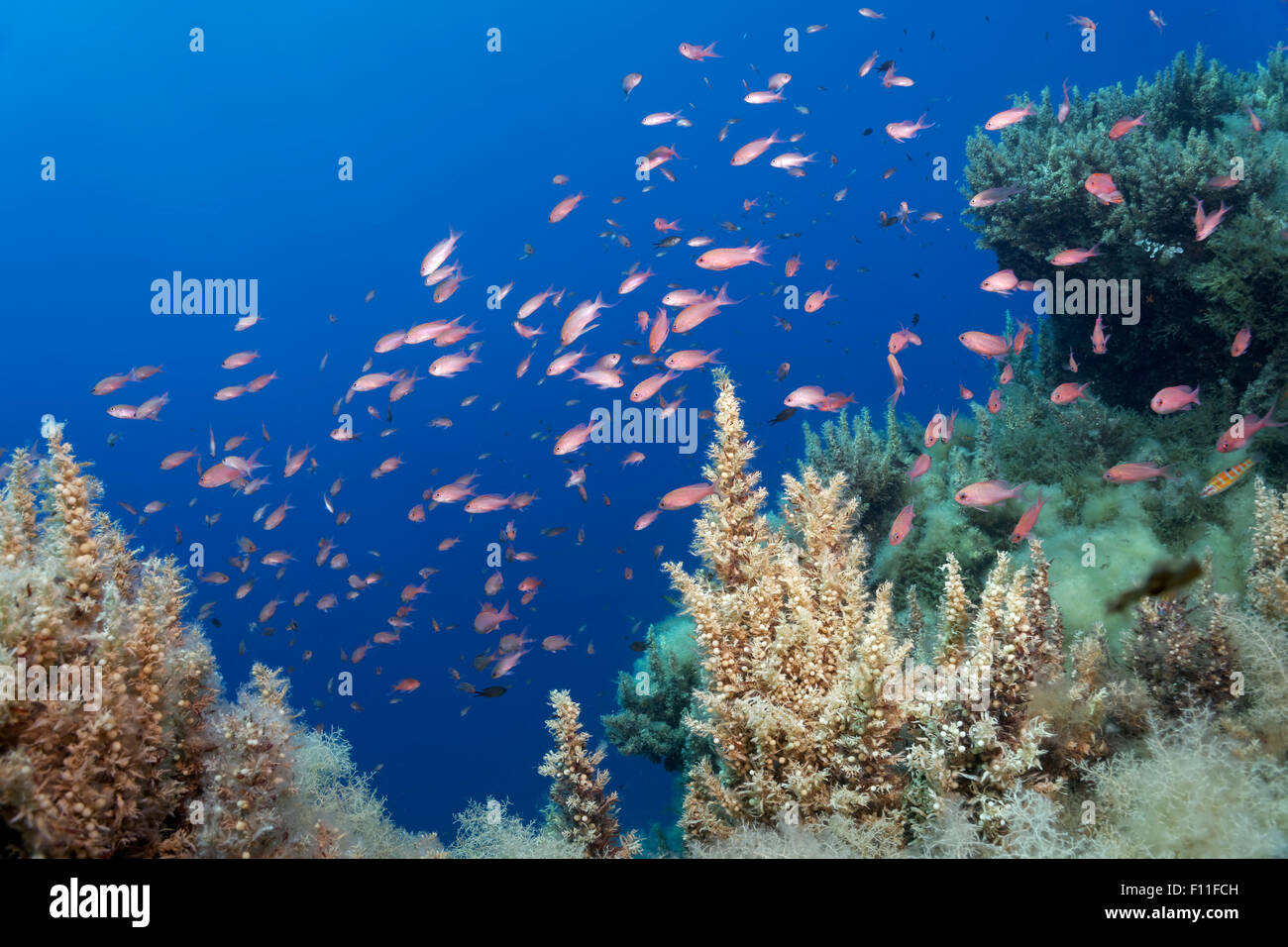Sargassum fish hi-res stock photography and images - Alamy
