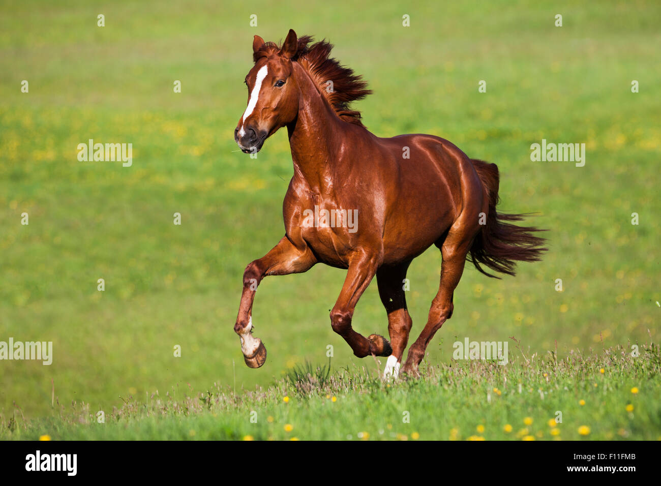 Hanoverian hi-res stock photography and images - Alamy