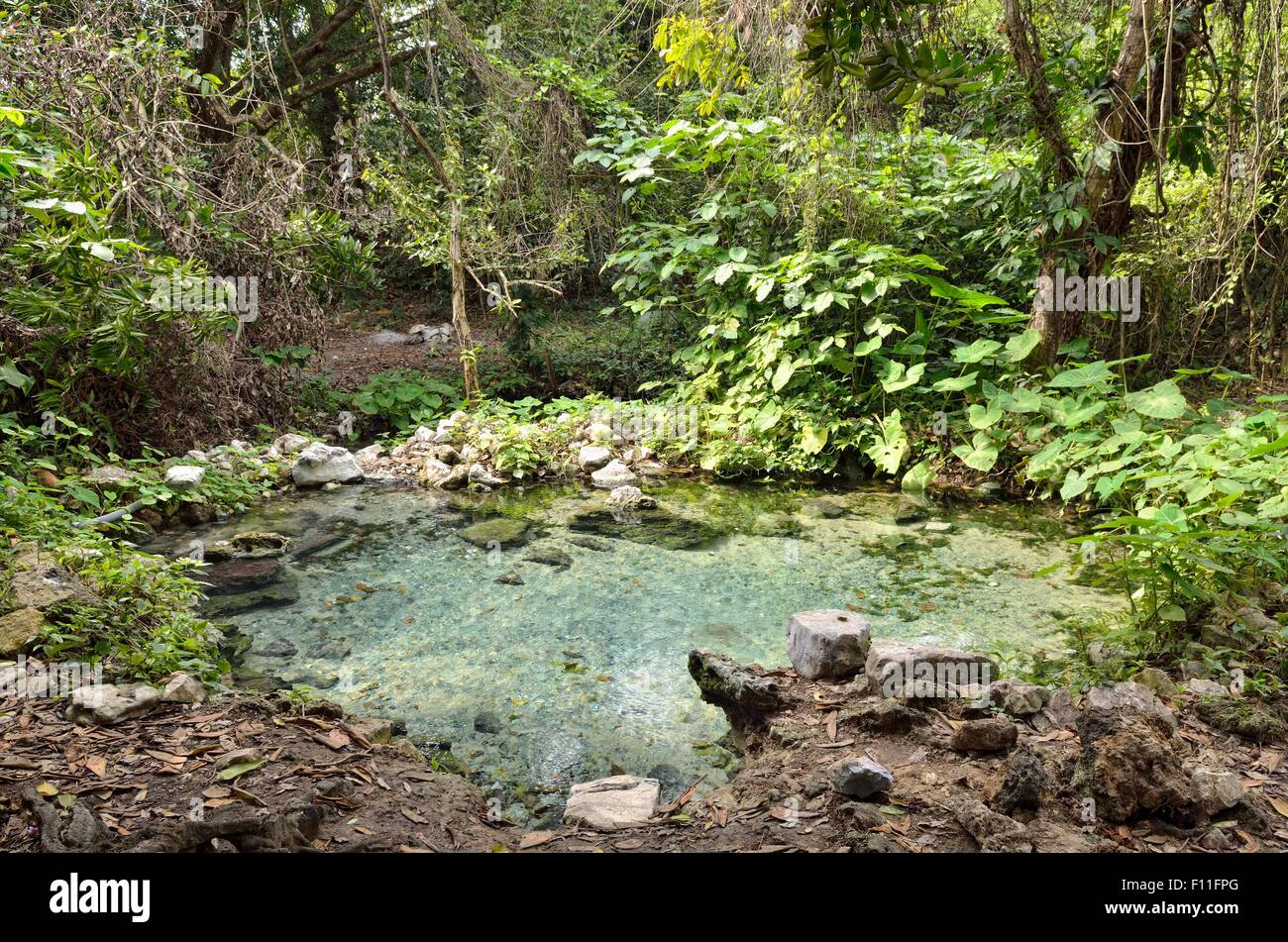 Spring with water, Arroyo de la Boza Azul, Apazapan, Veracruz, Mexico ...