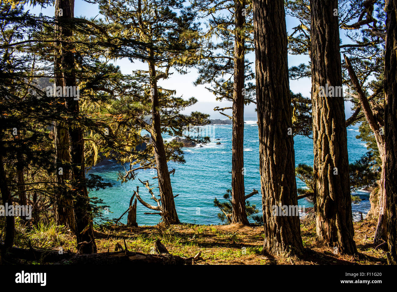 Trees growing on cliff over ocean Stock Photo - Alamy